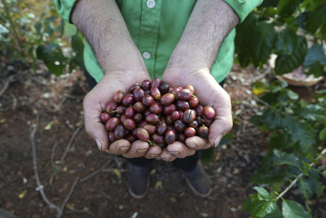 How EU deforestation laws are reordering the world of coffee | News ...